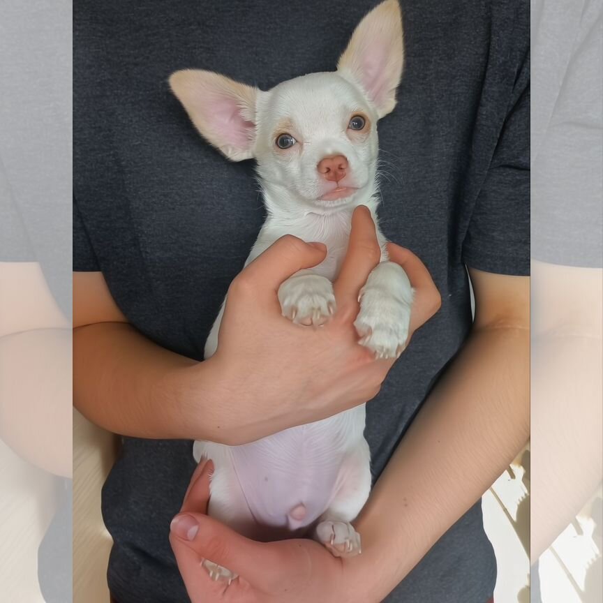 Чихуахуа, щенок