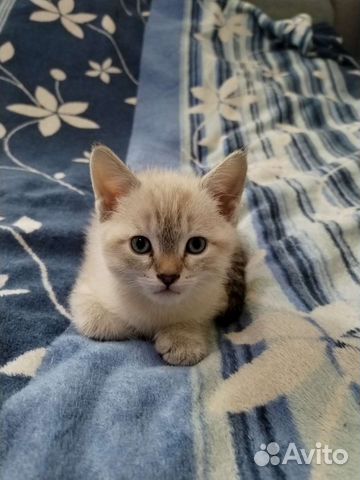 Кошки