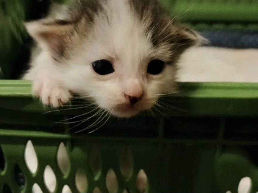 Котенок ищет семью