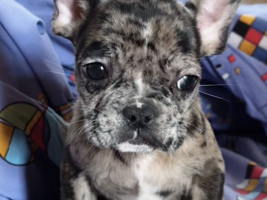 Французский бульдог щенки мерле