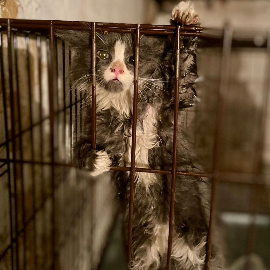 Котёнок в добрые руки помогите