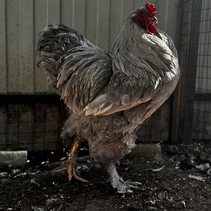 Семья брама лаванда