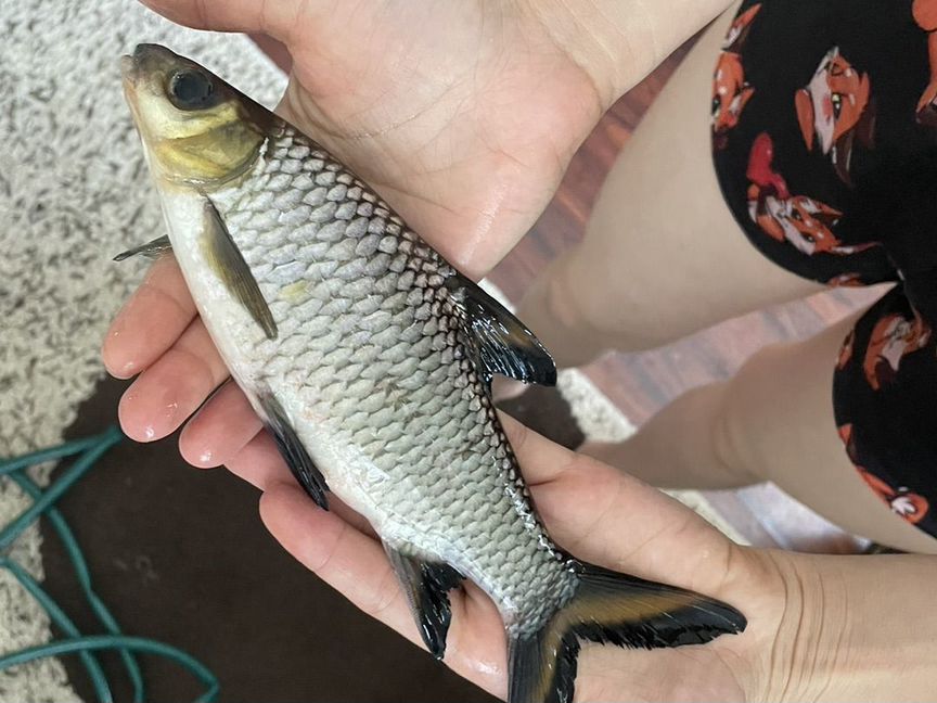 Акулий балу