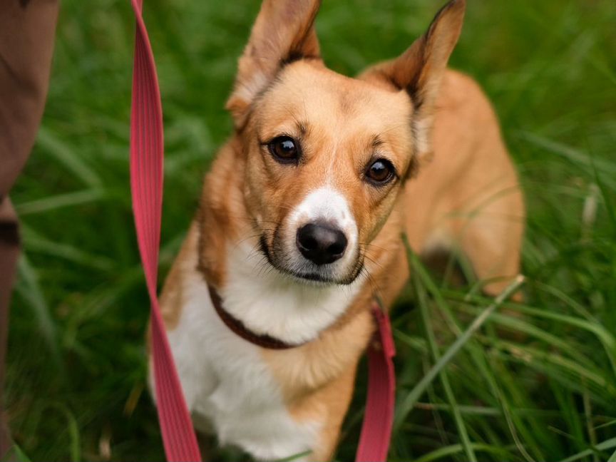 Молодая Тесса (приют) в поисках семьи