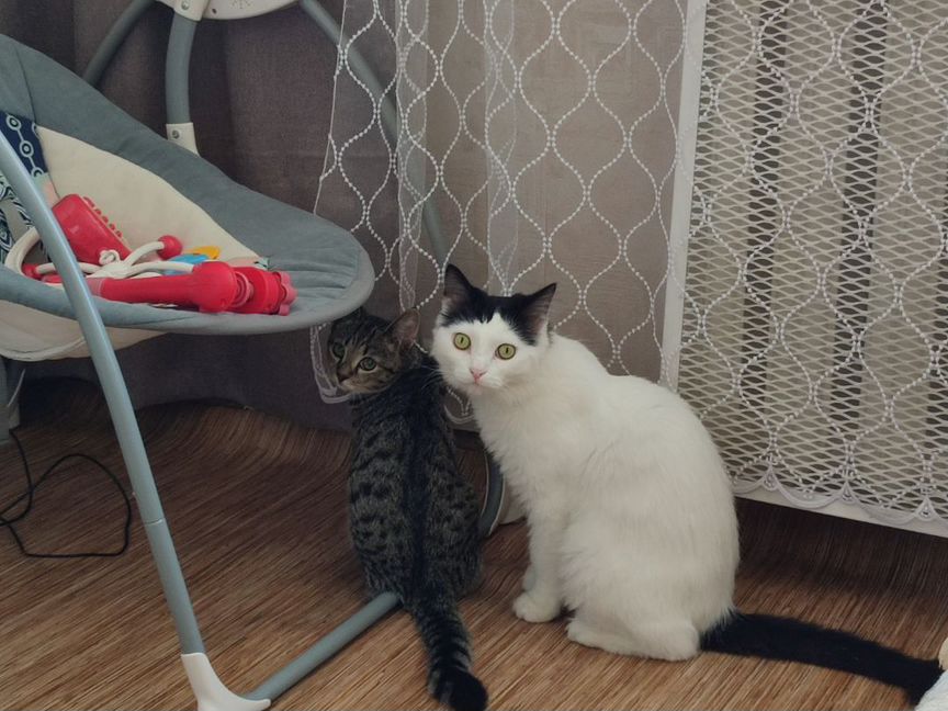 Коты бесплатно