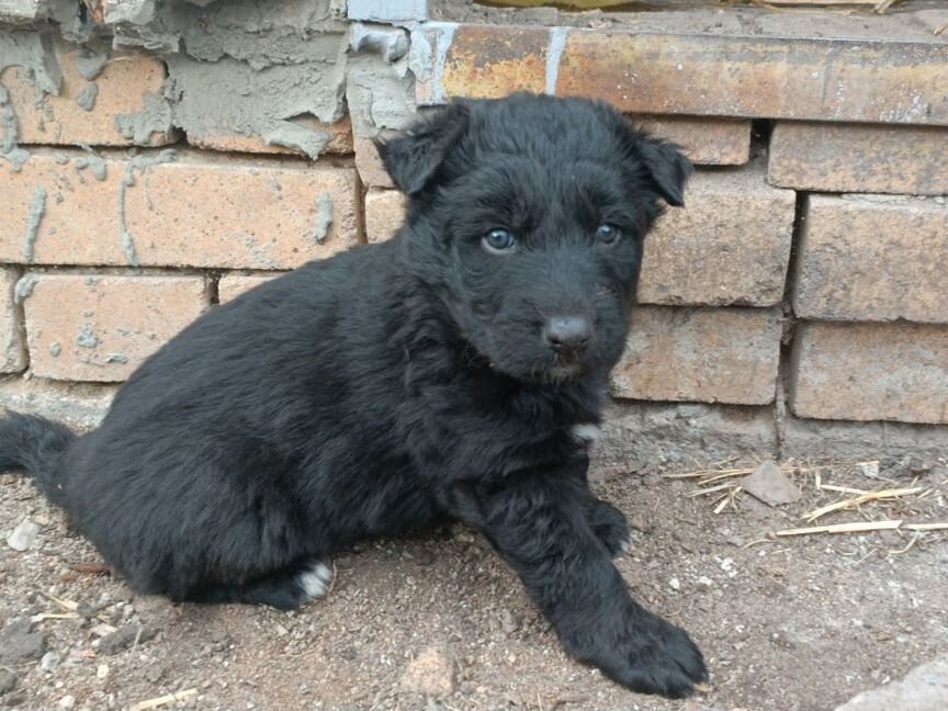 Щенки немецкой овчарки помесь
