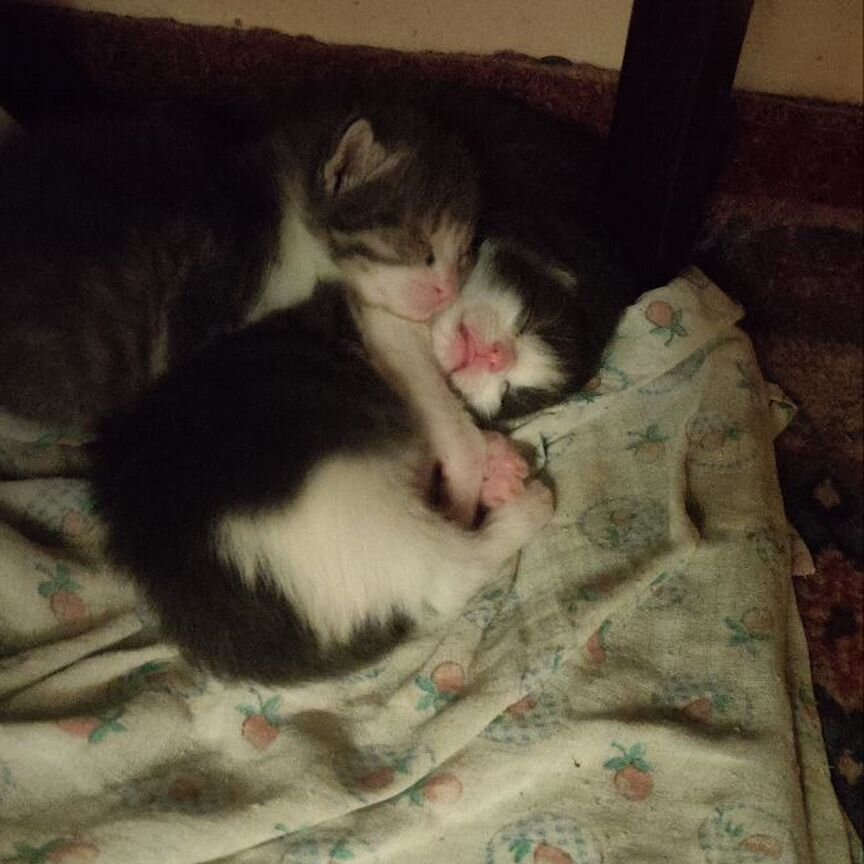 Котята, наши меньшие братья