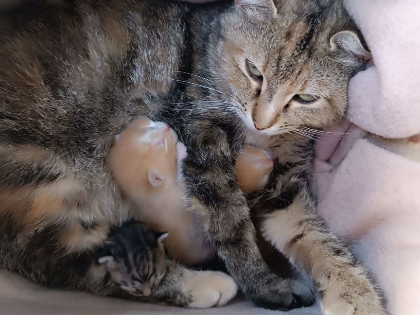 Кошка в дар