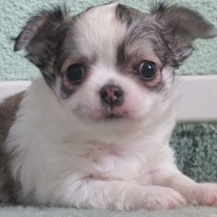 Чихуахуа, щенок