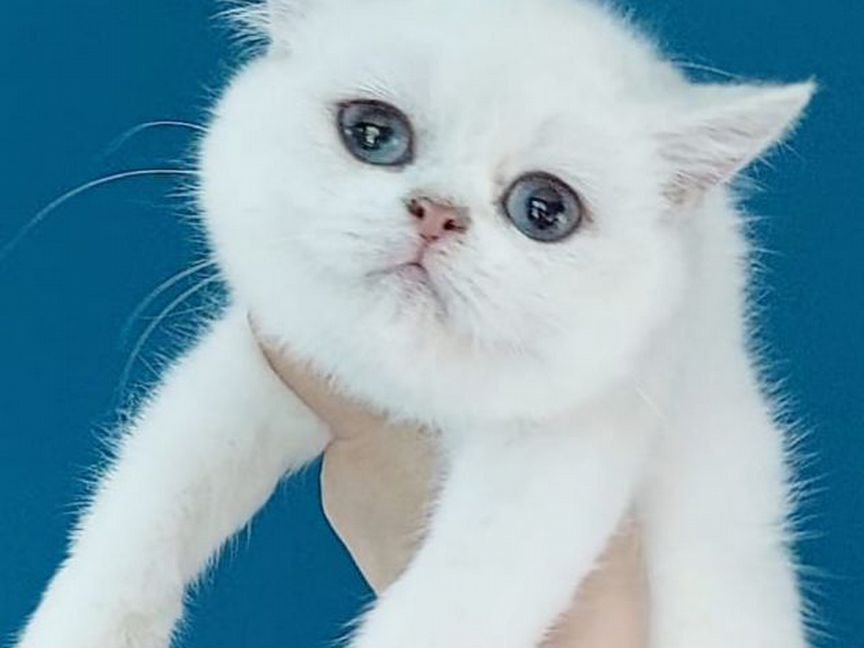 Британская кошечка BRI ns 11 33