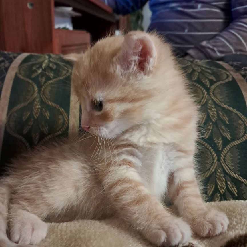 Рыжий котенок в добрые руки