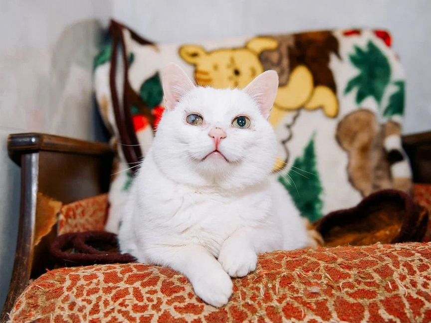 Белый котик Сметаныч из приюта бесплатно