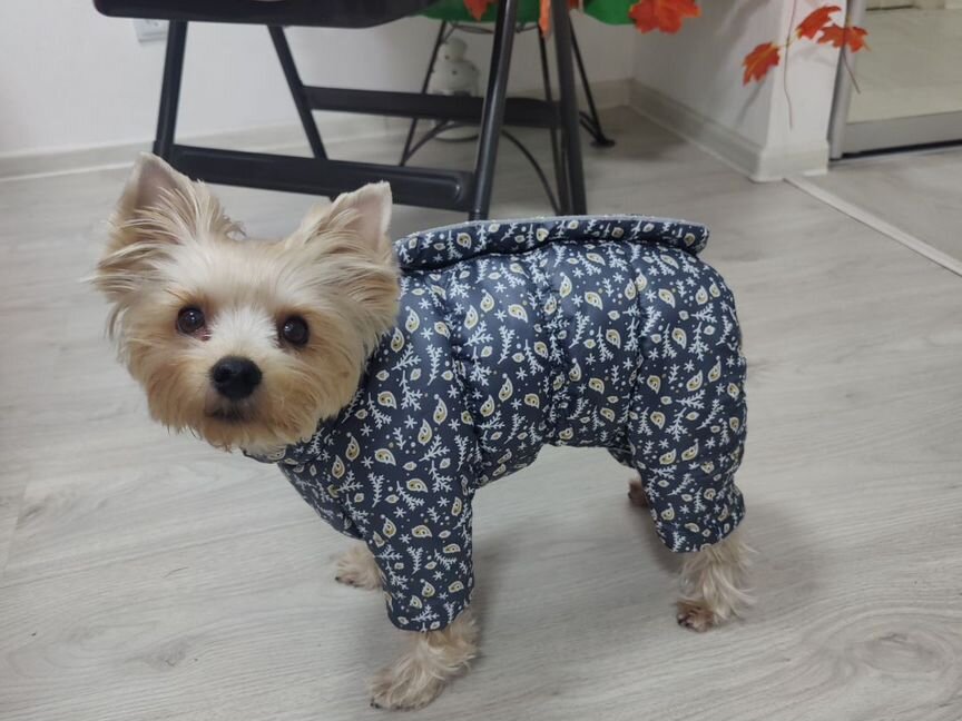 Одежда для собак мелких пород