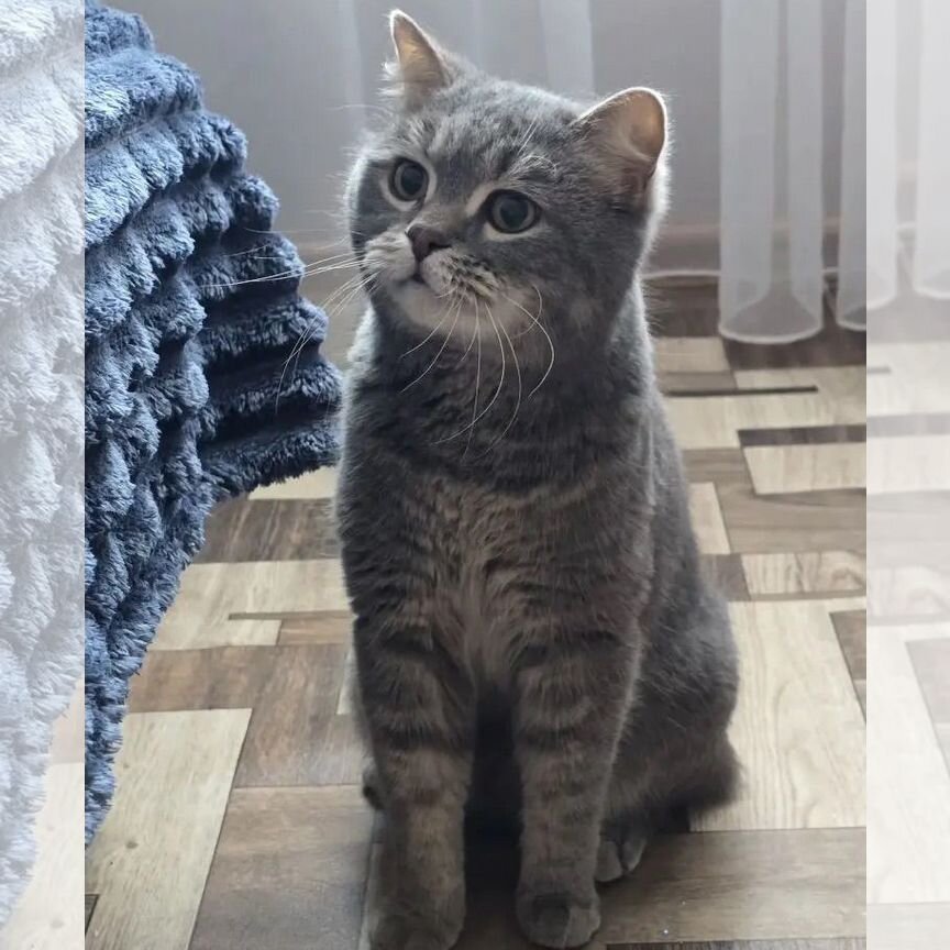 Британский короткошёрстный, взрослый кот