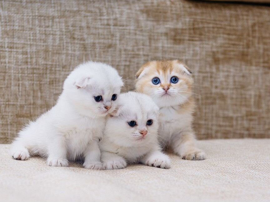 Клубная королевская белоснежная шотландка