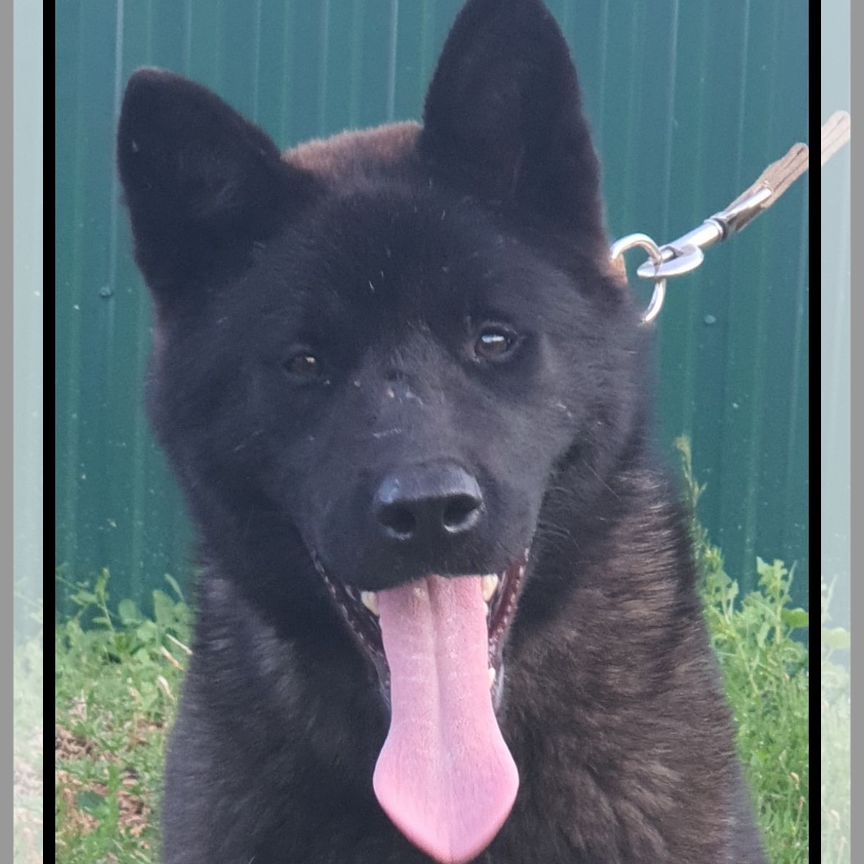 Американская акита