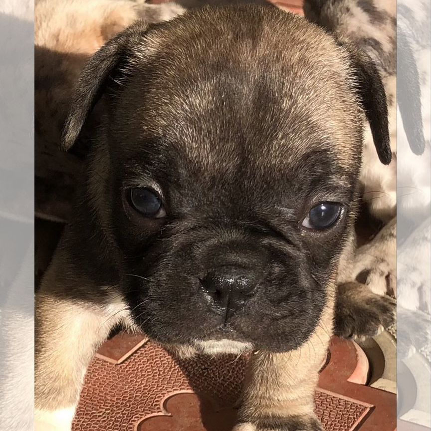 Французский бульдог, щенок