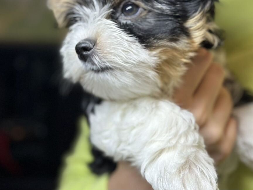 Щенки бивер