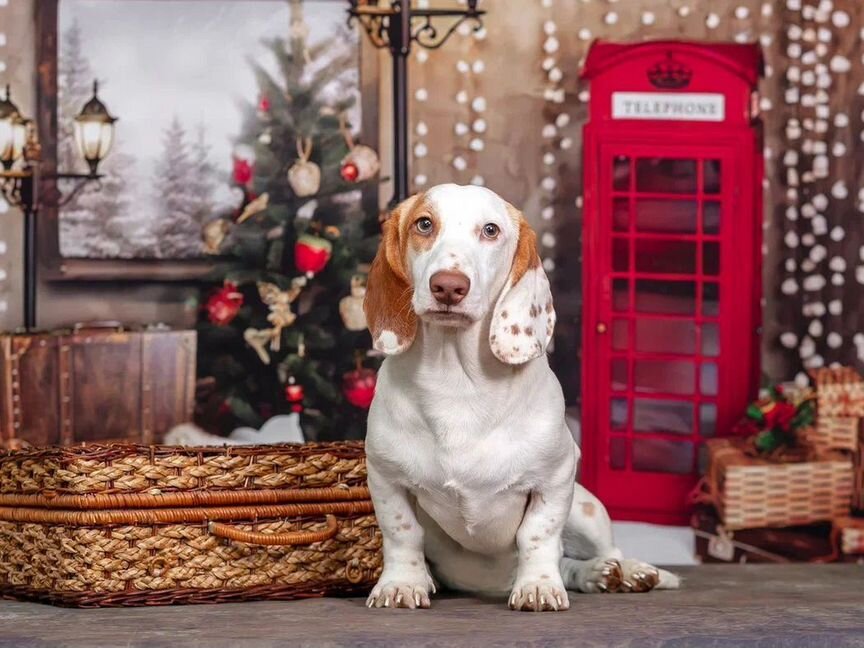 Такса стандартная