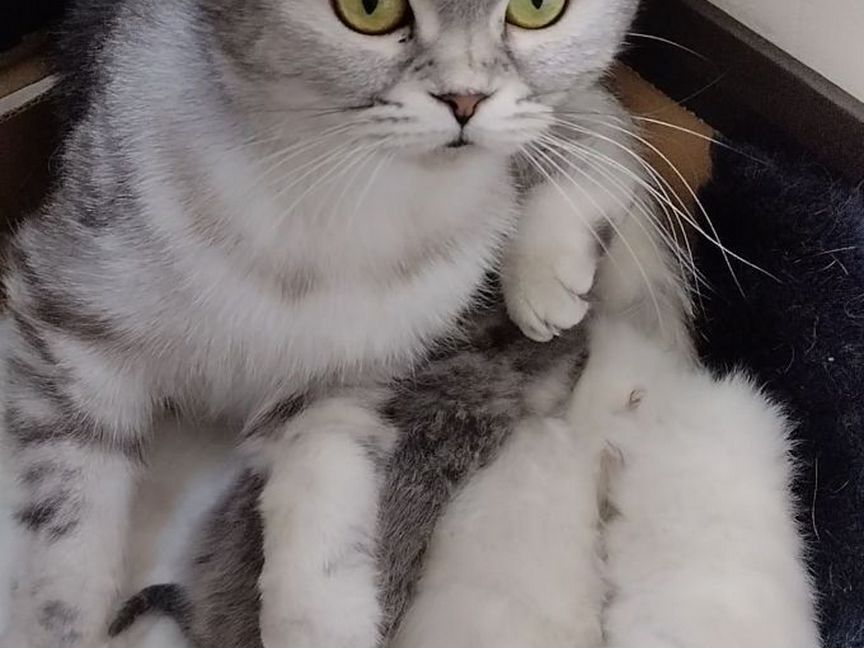 Шотландская вислоухая кошка