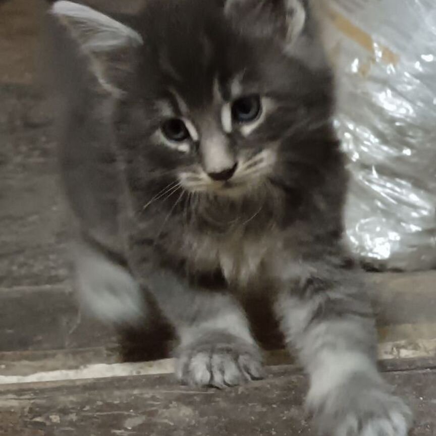 Котята мейн-кун