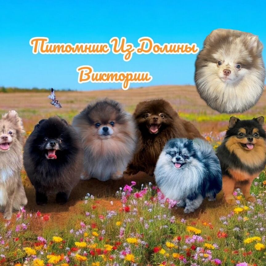 Померанские шпицы с документами для вязки