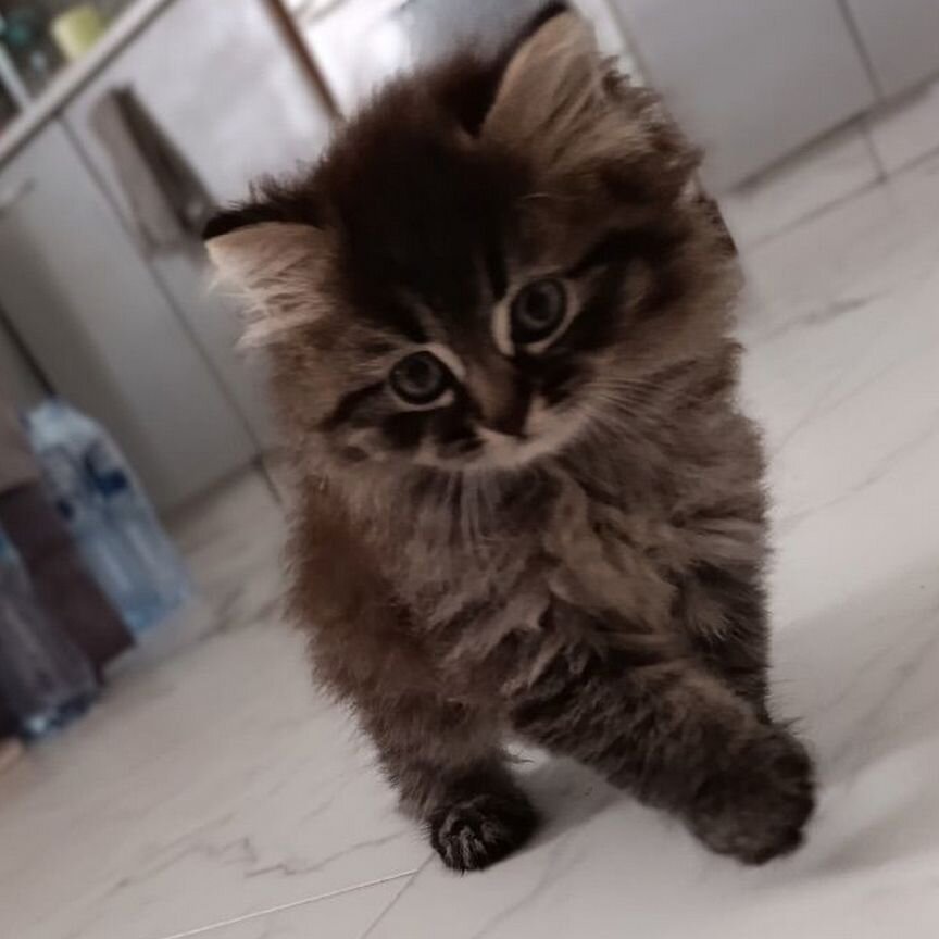 Британский длинношёрстный котёнок