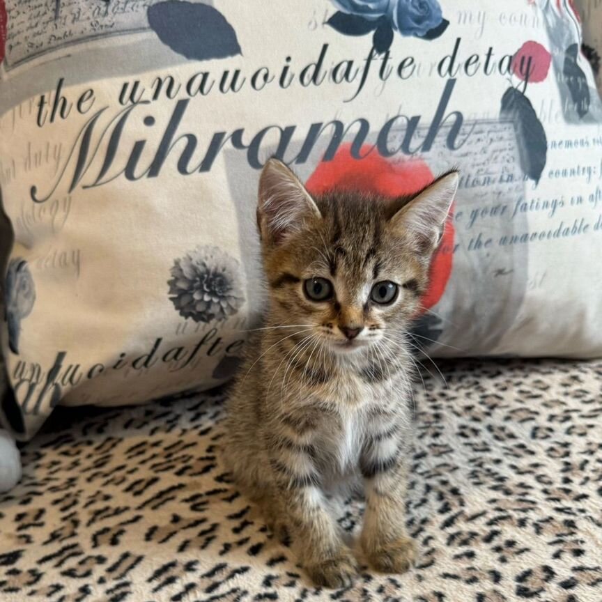 Котята 2 мес. в добрые ручки. Все пацаны