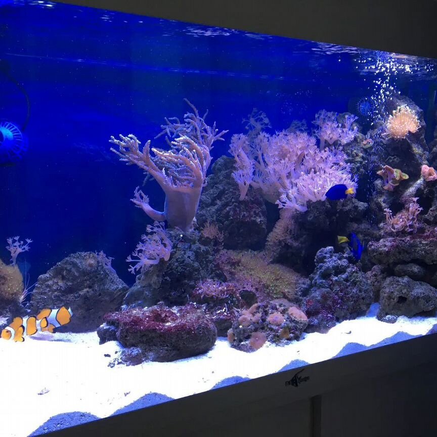 Аквариумы от 100 литров