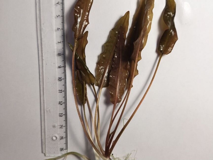 Криптокорина Вендта красная