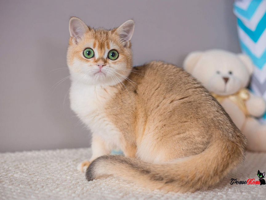 Британская короткошерстная кошечка
