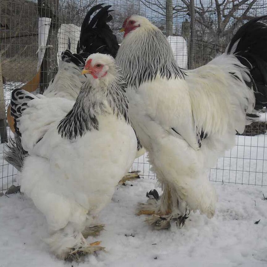 Яйцо инкубационное