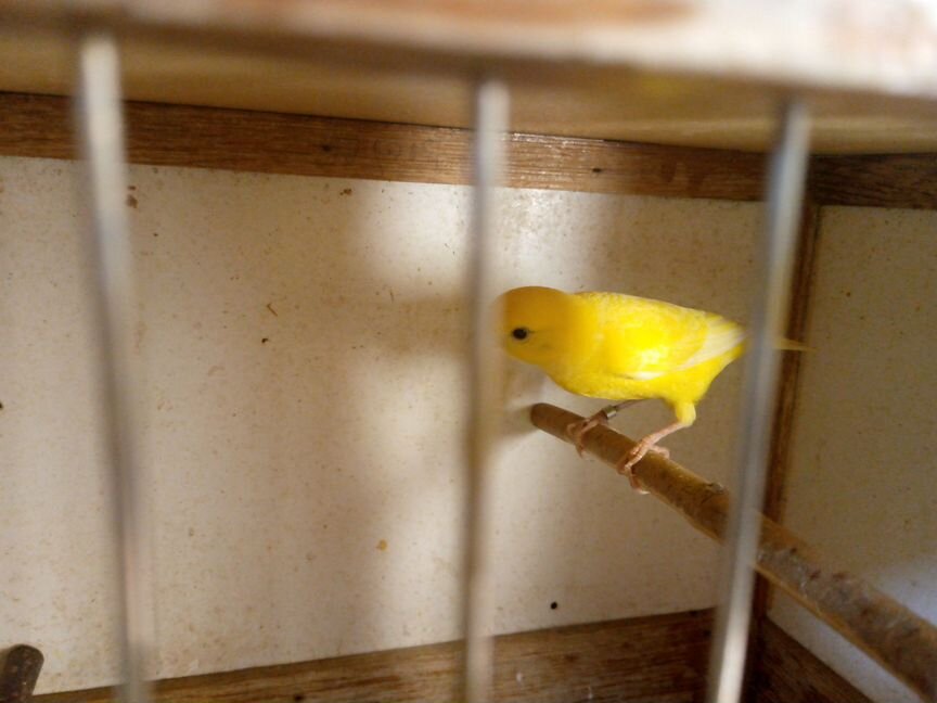 Кенара и канарейки