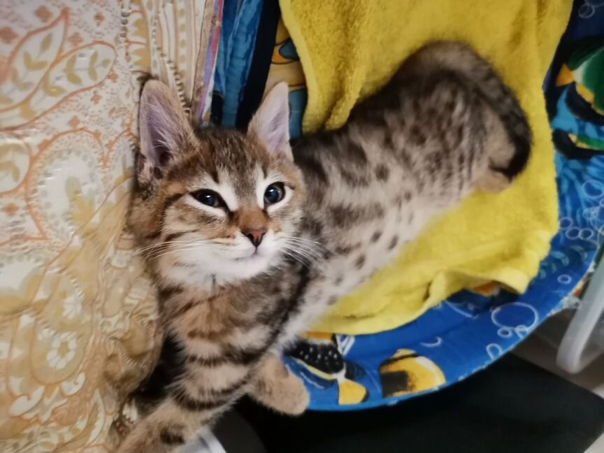 Пятнистый котенок мальчик(2 мес)