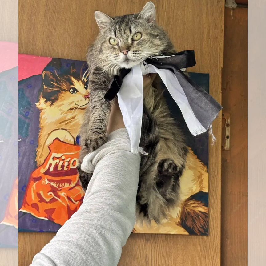 Взрослая, кошка в добрые руки