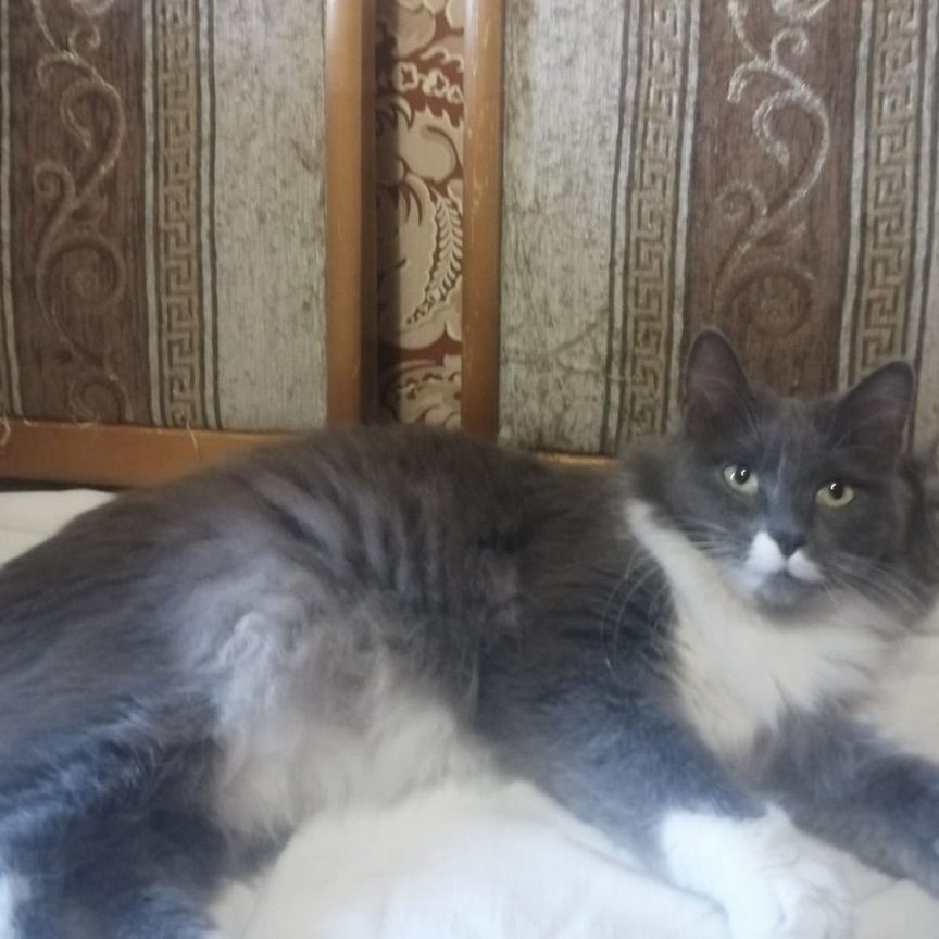 Взрослая кошка в добрые руки