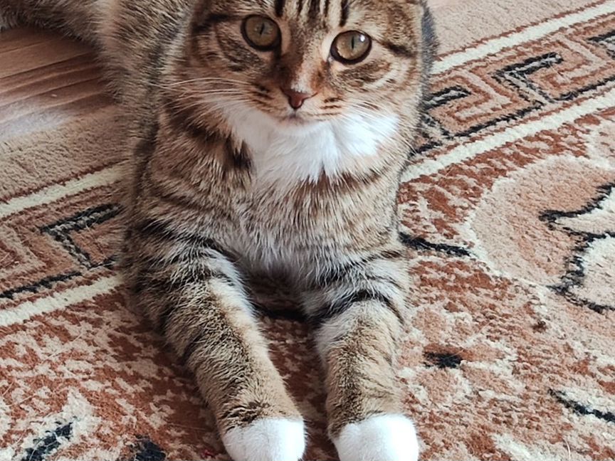 Нужен котик для вязки