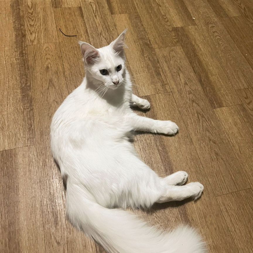 Одам в добрые руки