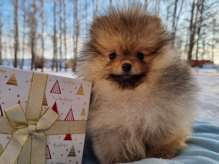 Померанский шпиц