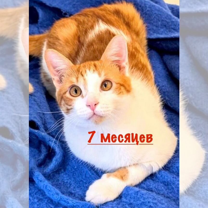 Котёнок в добрые руки