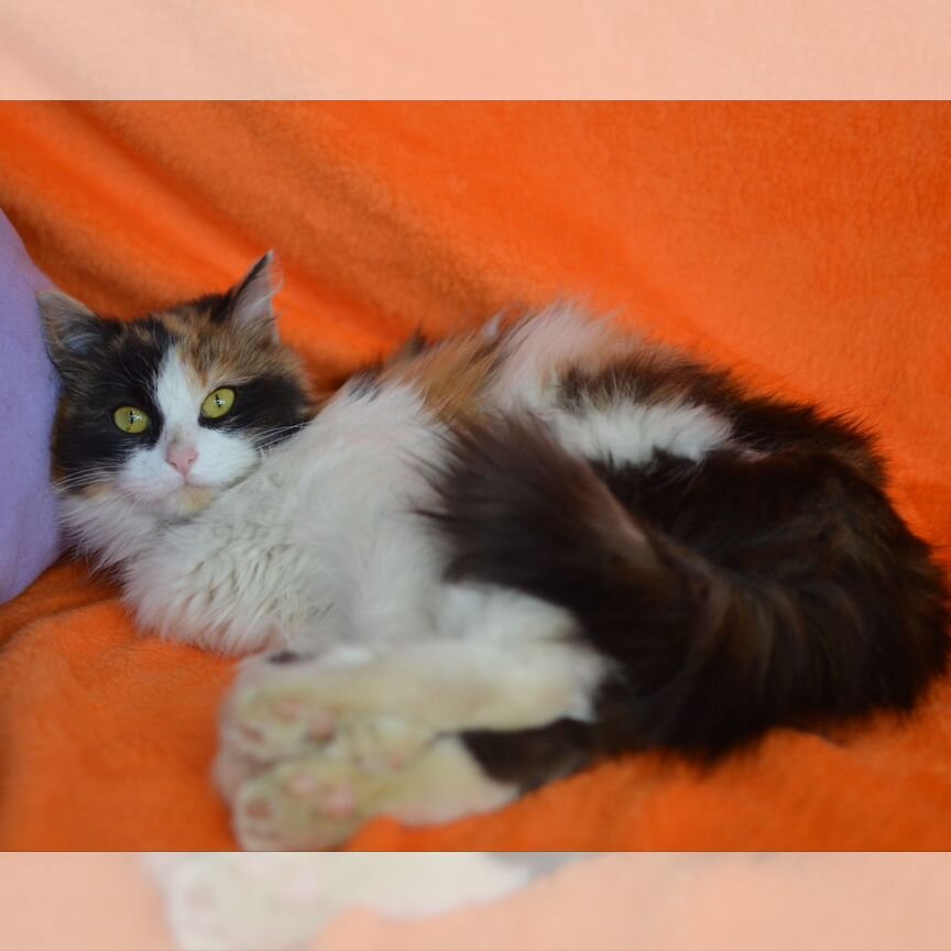 Турецкая ангора котёнок