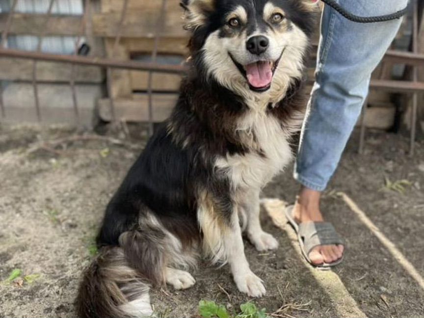 Собака в добрые руки