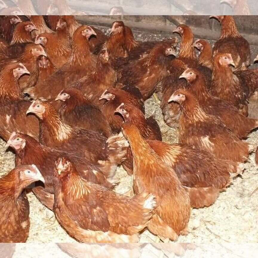 Куры молодки несушки Ломан-Браун