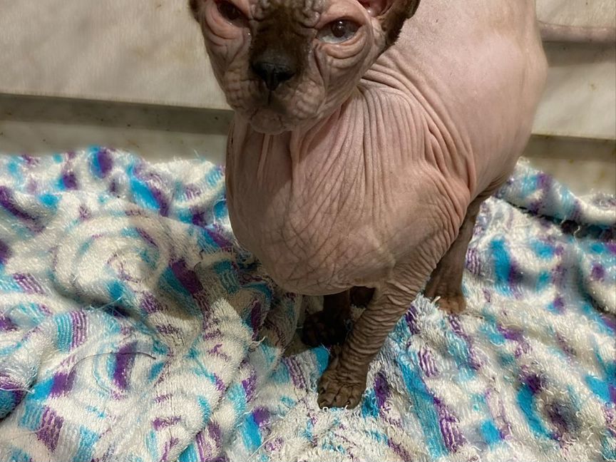 Девочка очень морщинистая