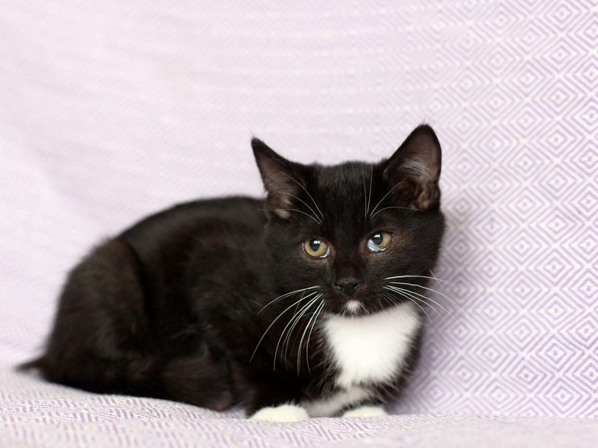 Котенок Макс возраст 4 мес в добрые руки