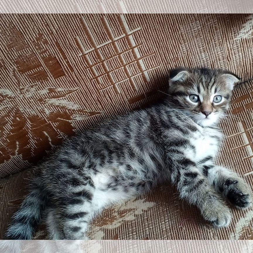 Шотландские вислоухие котята бесплатно