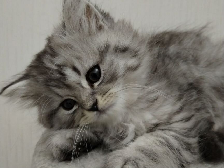 Британские котята