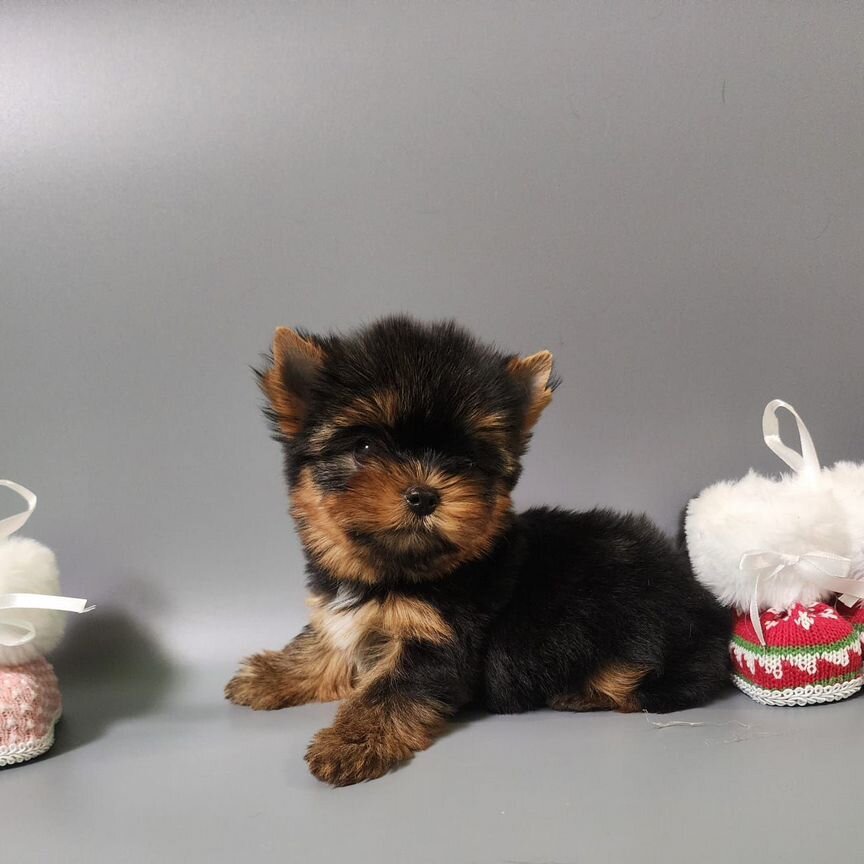 Йоркширский терьер мини беби фейс