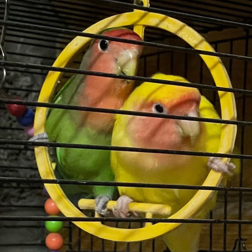 Попугаи неразлучники