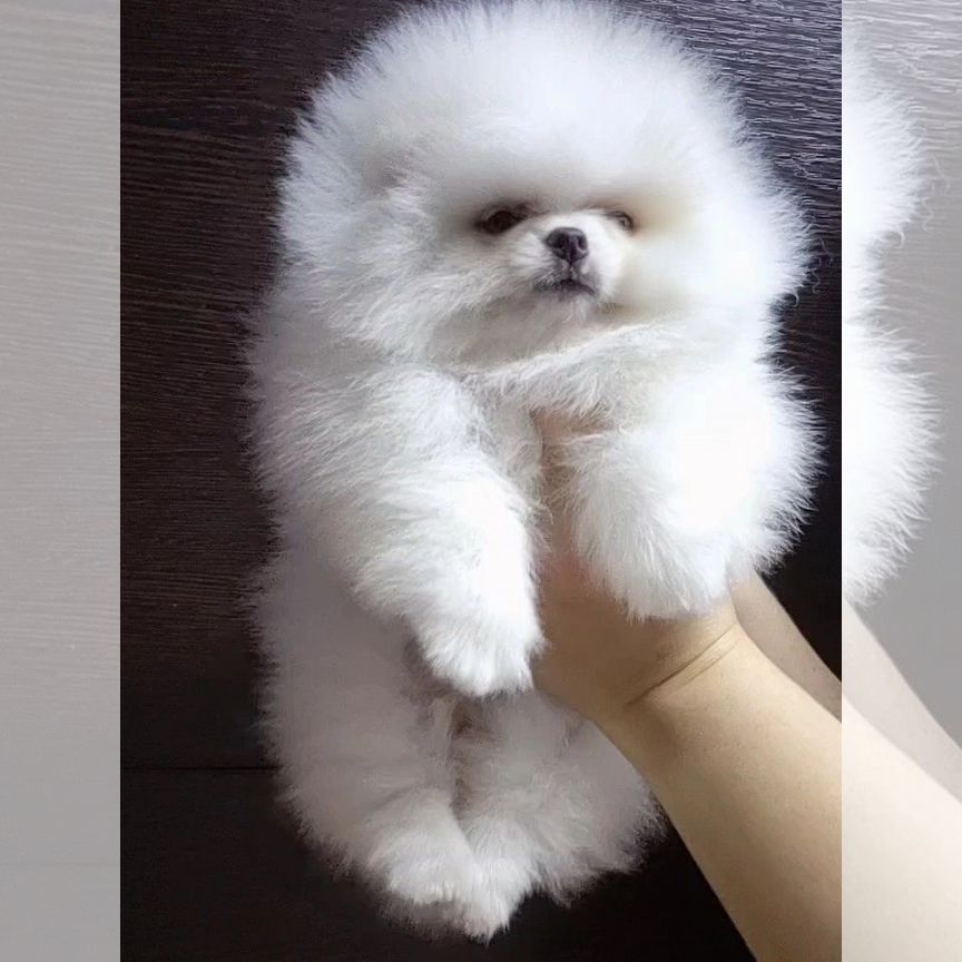 Померанский шпиц, щенок